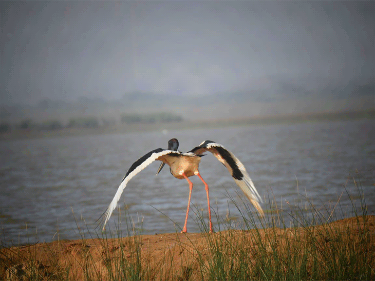 Chhari-Dhandh Declared International Ramsar Wetland | Kutch