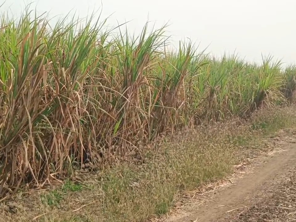 South Gujarat Sugarcane Farmers Demand Sugar MSP Hike; Mills Threaten ...