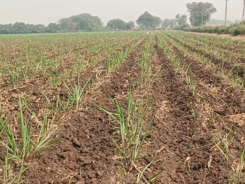 South Gujarat Sugarcane Farmers Demand Sugar MSP Hike; Mills Threaten ...