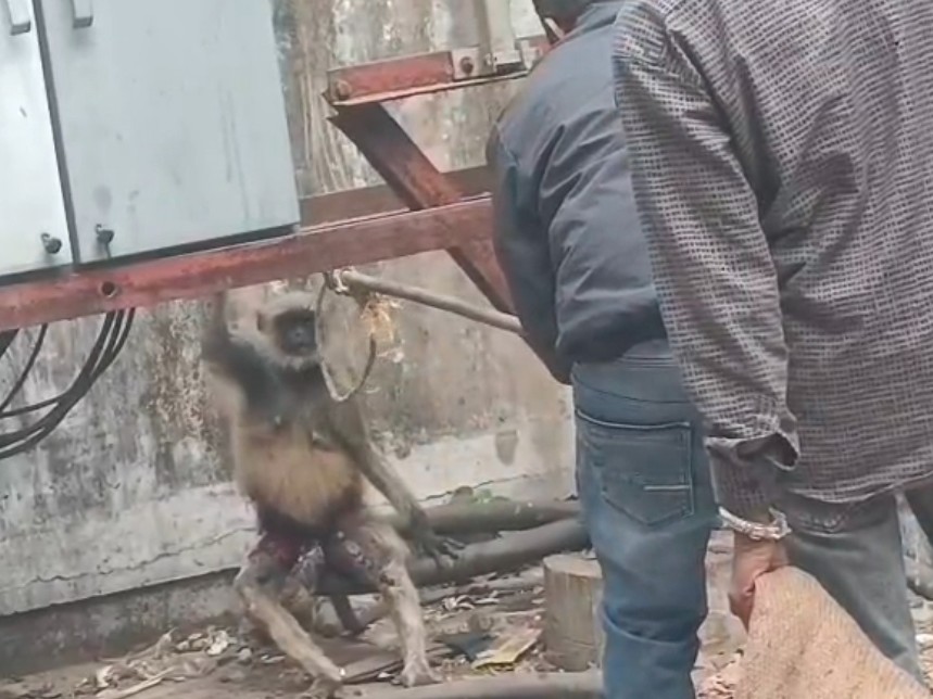 Vadodara Monkey Electrocuted; Rescue Operations Underway