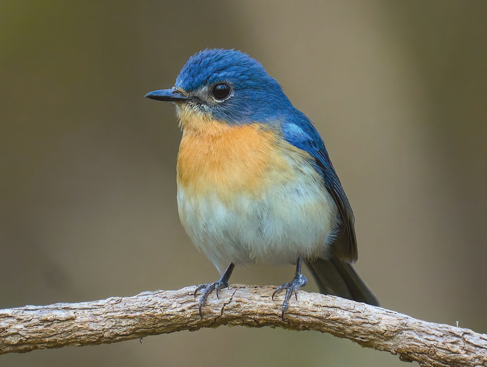 Polo Forest Bird Species: 211 Varieties Found in Aravalli Foothills