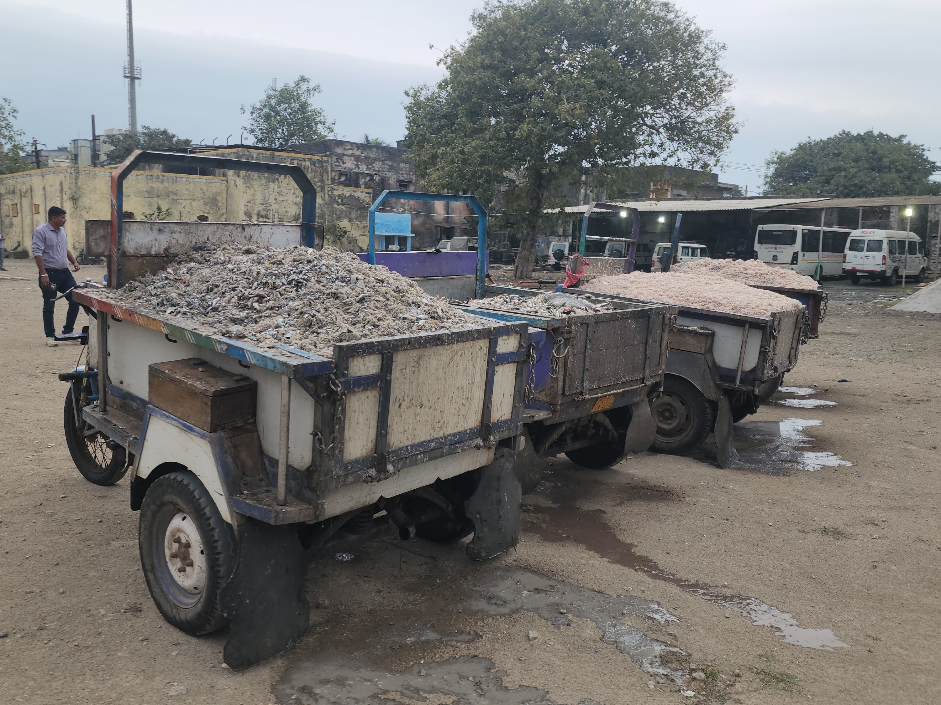 Veraval Illegal Fish Transport; 4 Autorickshaws Seized by SOG