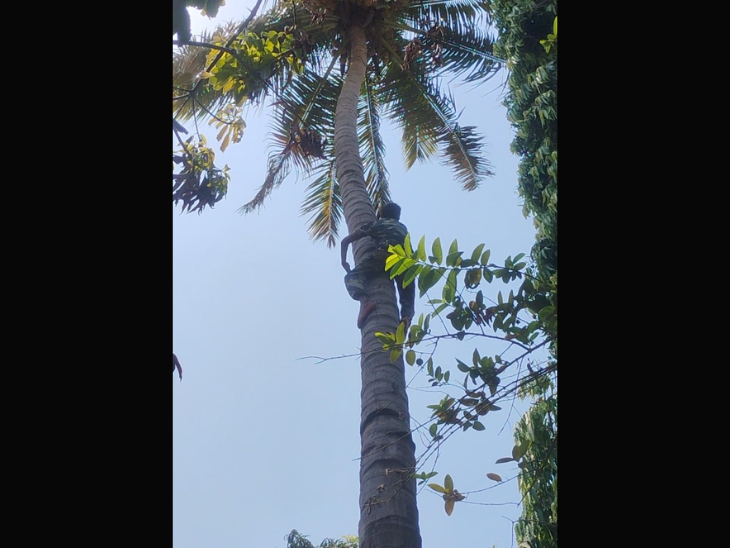 A young man climbs and descends a 50-foot tree like a monkey in 1 minute.