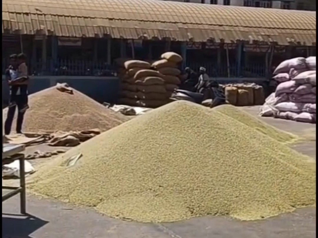Unjha Jeera Prices ₹4100; Arrival 40,000 Bags | Gujarat Mandi Update