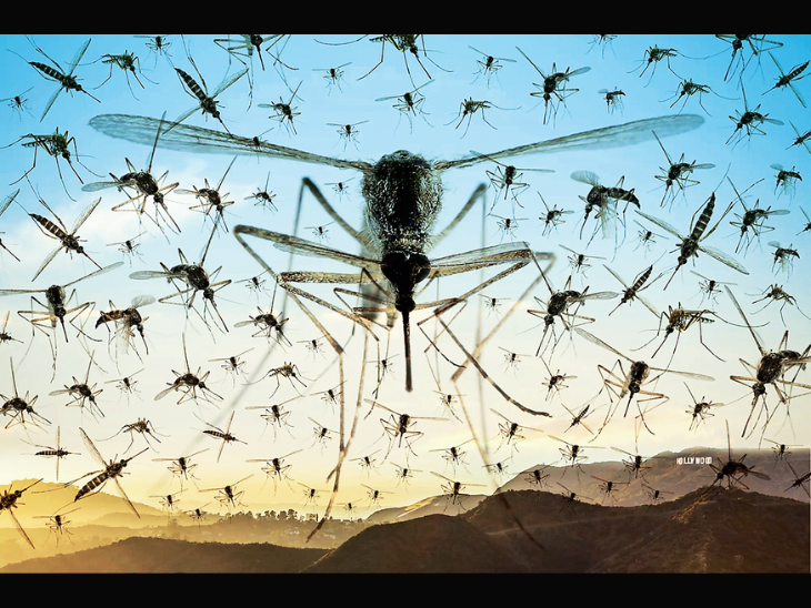 Mosquito Invasion on Flight; Health Fear Amidst In-Flight Encounter