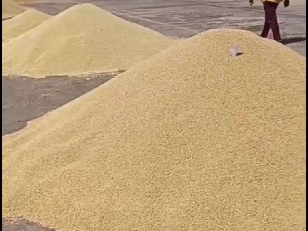 Unjha Jeera Prices ₹4100; Arrival 40,000 Bags | Gujarat Mandi Update