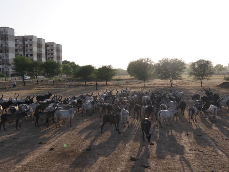 Cow Maha Kumbh Ahmedabad: Gokul in 116 Bighas | Cattle Conservation