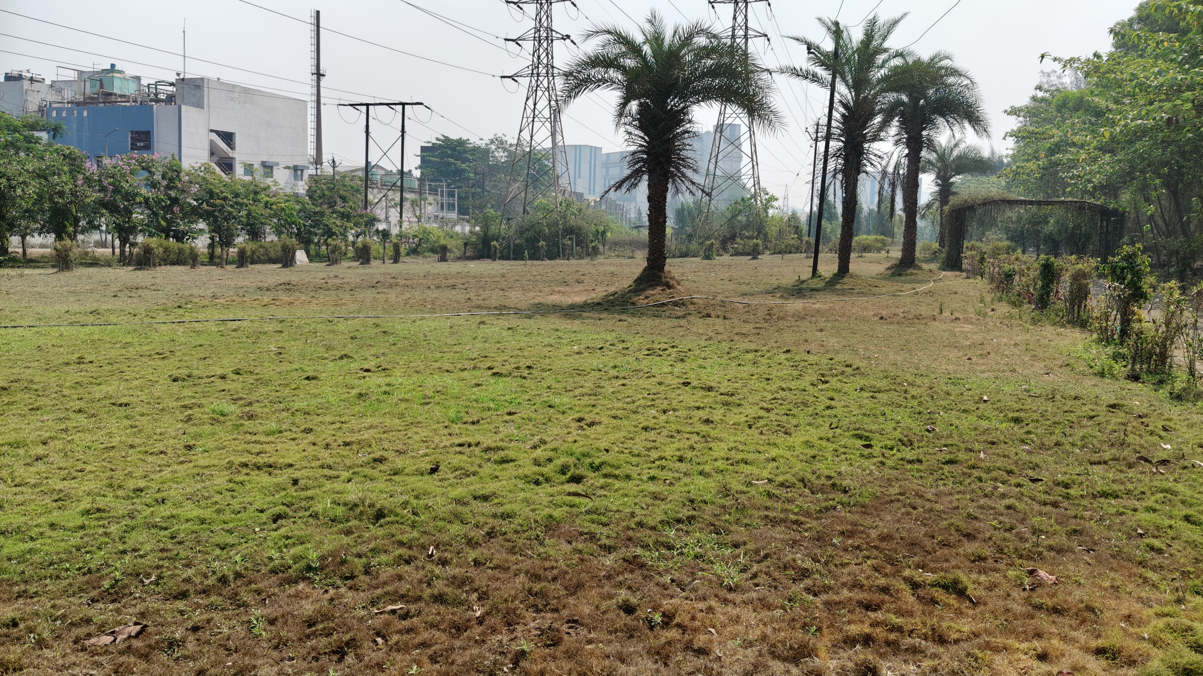 Wild trees have grown in Sarigam GIDC Garden due to lack of maintenance