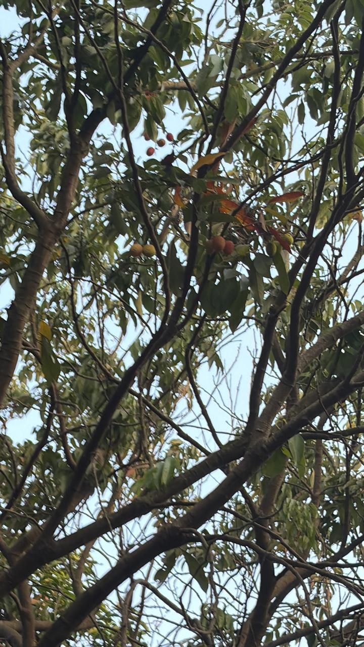 Lychee trees in Vapi Tukwada bear fruit after 21 years