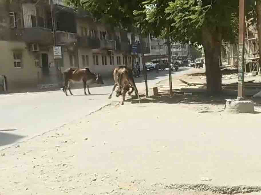 Dhoraji Bull Fight Chaos; Post Office Chowk Panic