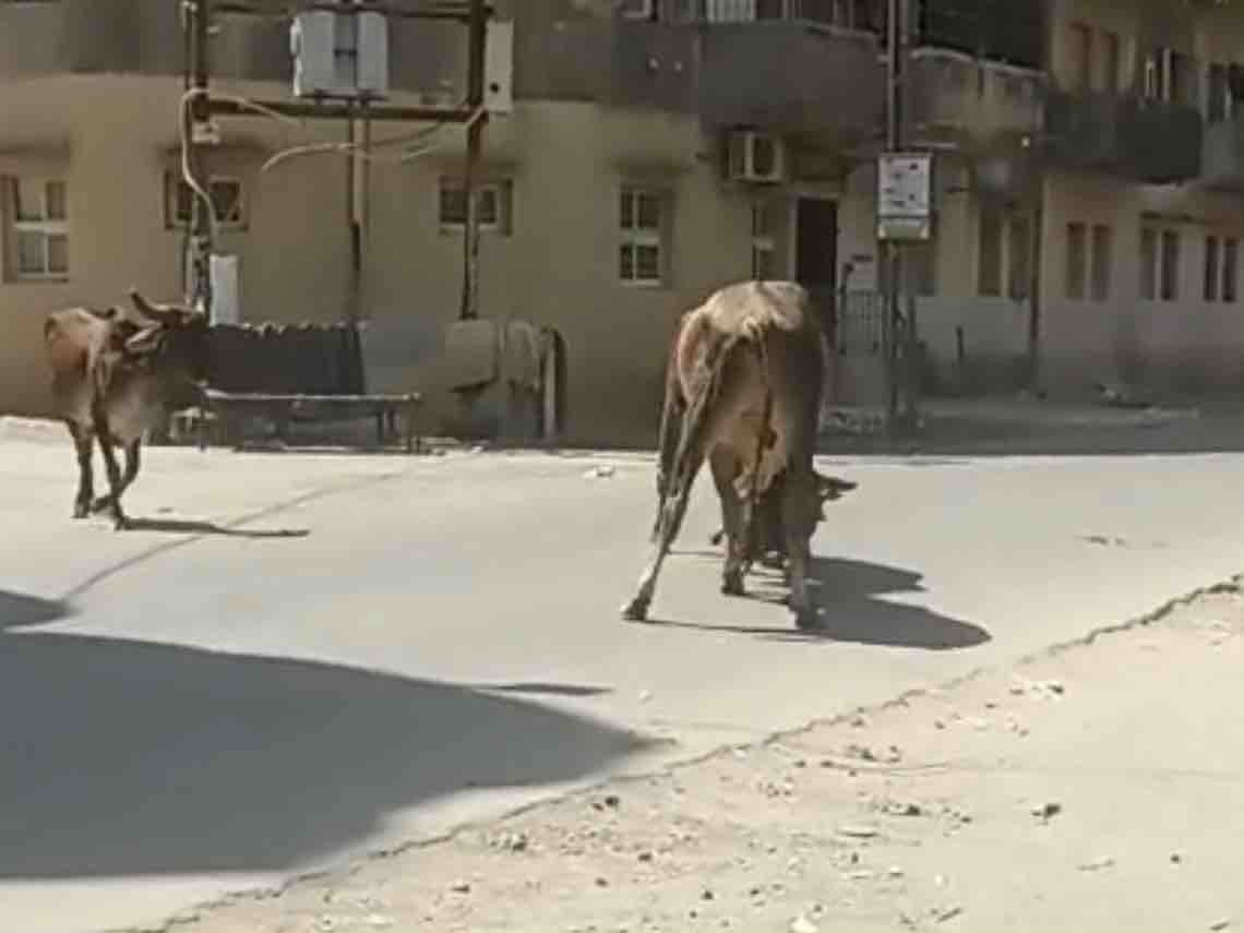 Dhoraji Bull Fight Chaos; Post Office Chowk Panic