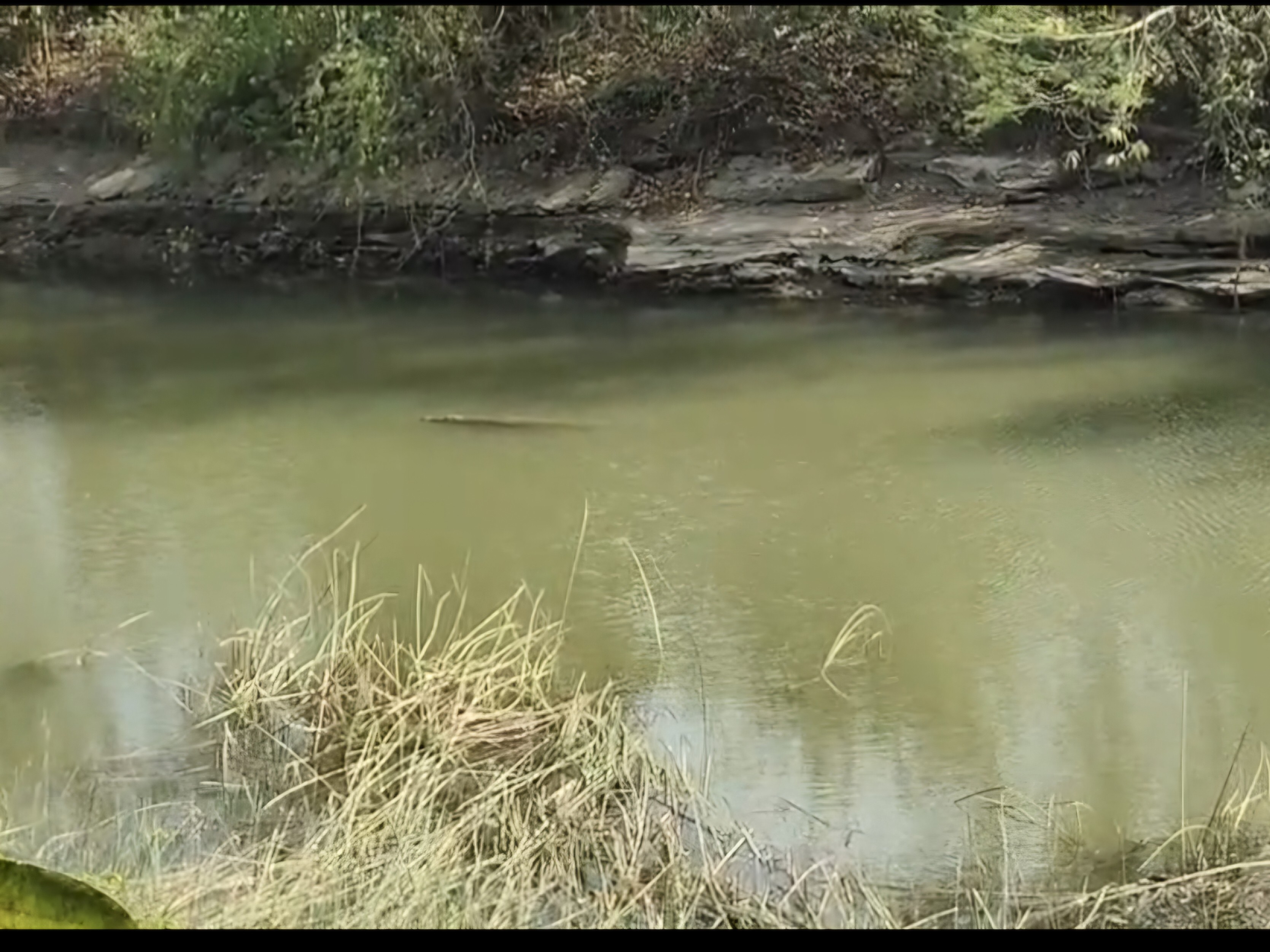 Baby Death After Crocodile Attack; Gir Gadhada Forest Dept Active ...