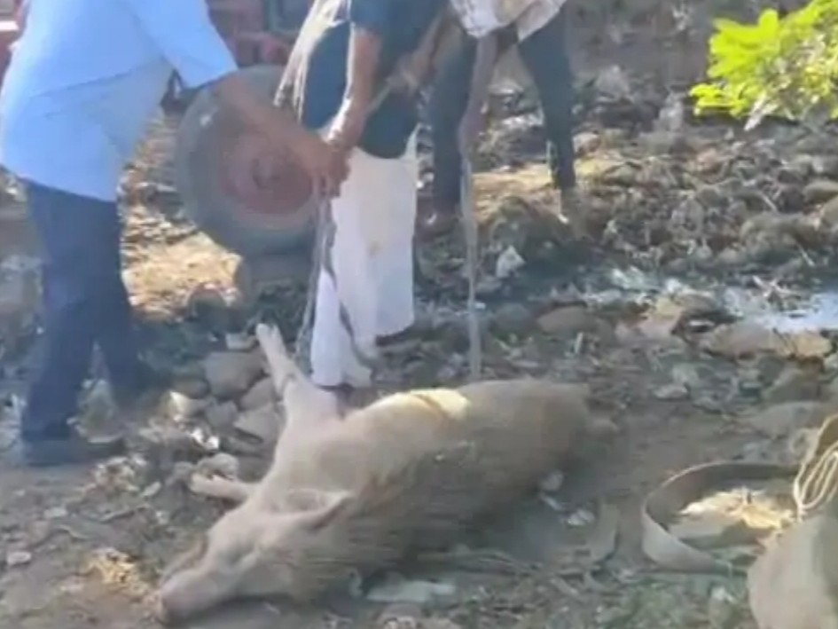 African Swine Fever in Surendranagar; Pig Deaths Confirmed | Not Human Risk