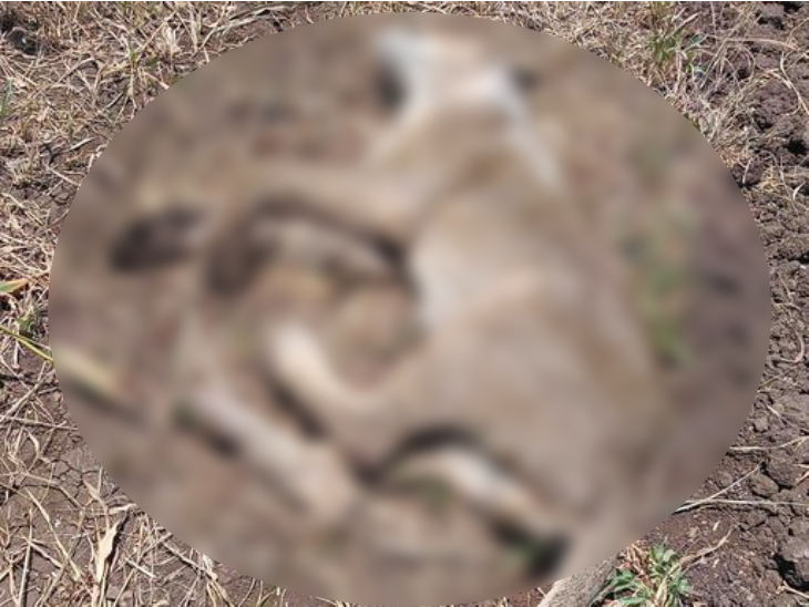 Gujarat Lion Deaths: CDV & Babesiosis Outbreak; Forest Dept on High Alert