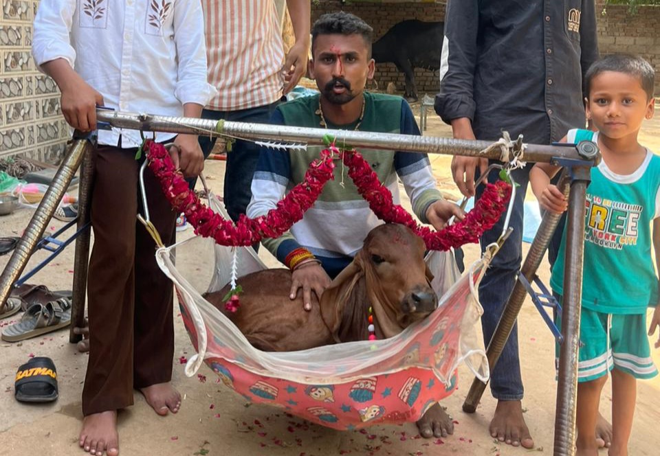 Bahucharaji: Baby Calf Celebrated Like Daughter in Endla Village