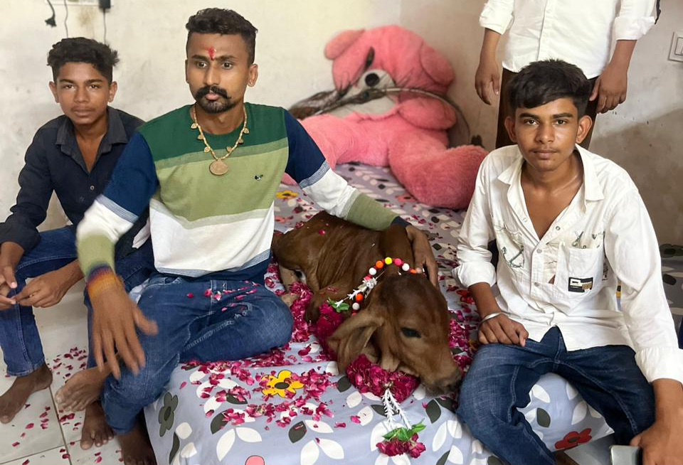 Bahucharaji: Baby Calf Celebrated Like Daughter in Endla Village