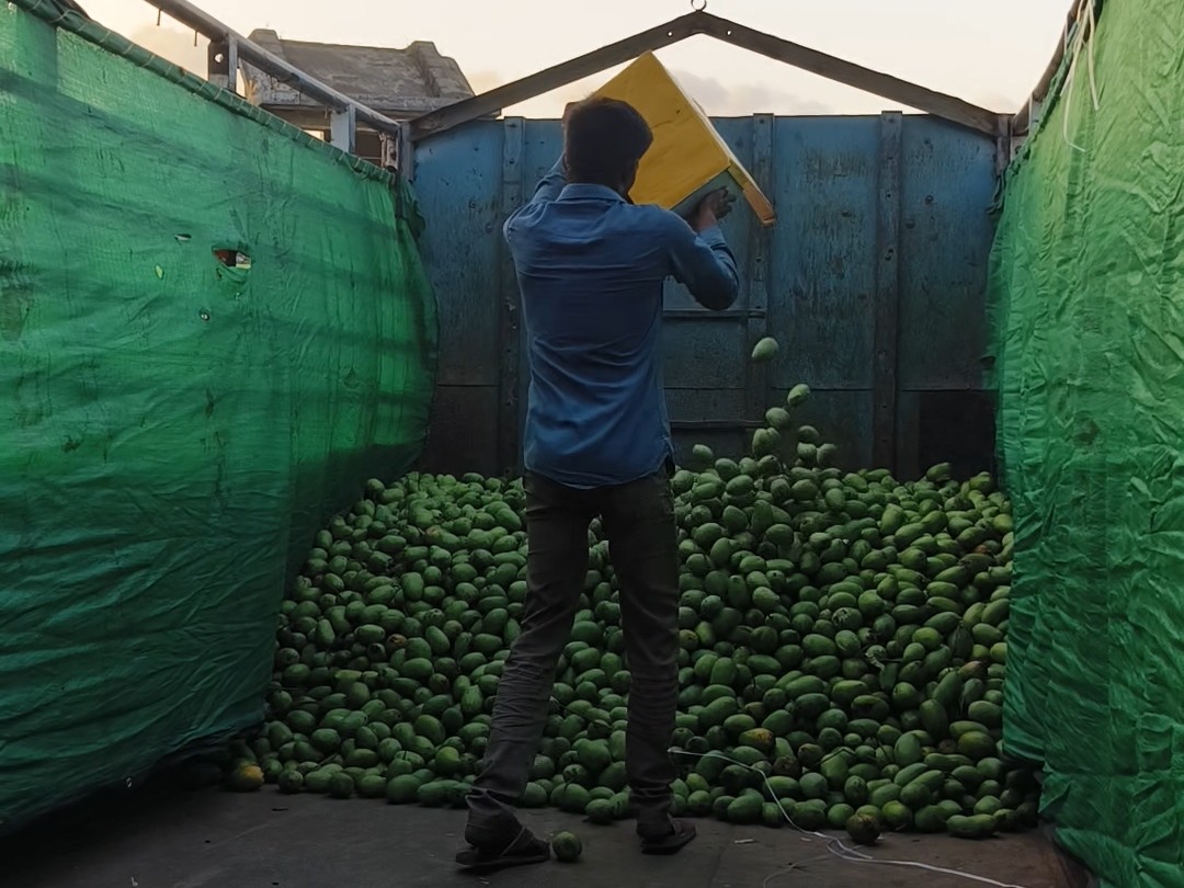 Talala Kesar Mango Yield Surges; Farmers Earn ₹100 Crore