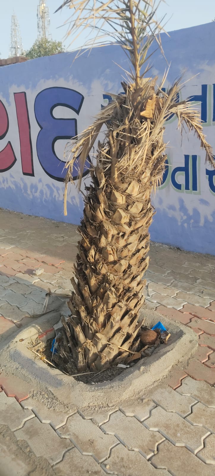 Botad Municipal Corporation paid 16 lakhs to plant 106 date palm trees ...