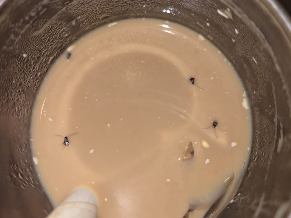 Bodakdev Mocha Cafe Hygiene Issue; Cockroaches Found | AMC Investigation