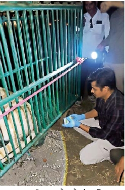 Health check-up of 47 lions conducted with intensive patrolling