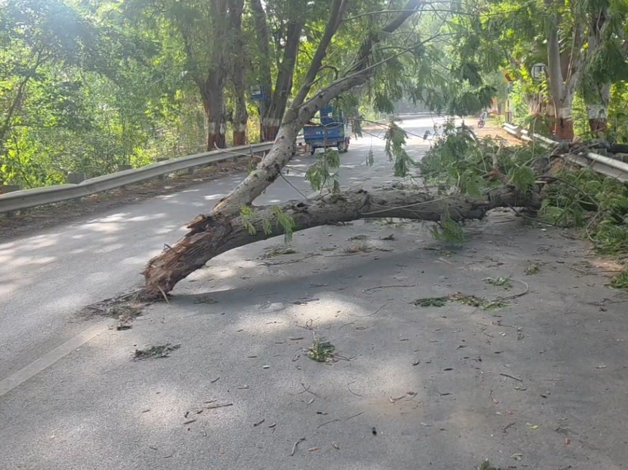Bodeli Windstorm & Rain Damage; Trees Fall, Vehicles Damaged