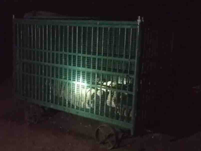 12 Lions Die in Gujarat; CDV Virus Threatens Tigers | Centre Alert