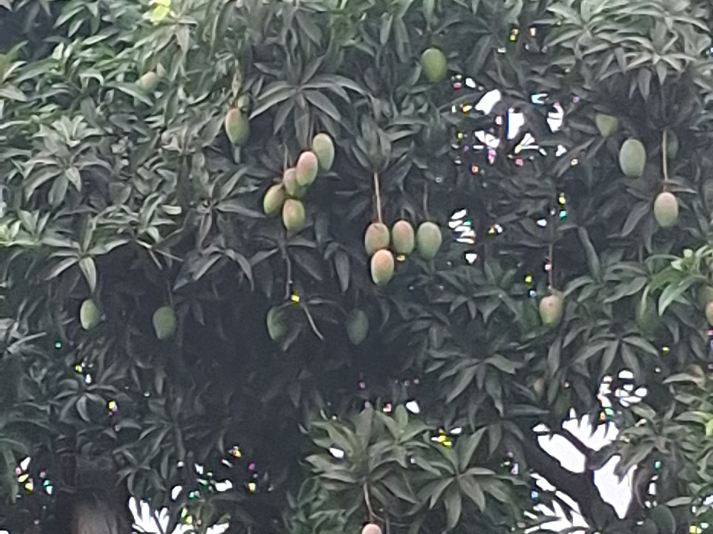 Valsad Mango Crop Partial Damage; Cyclone Rain Confirmed by ...