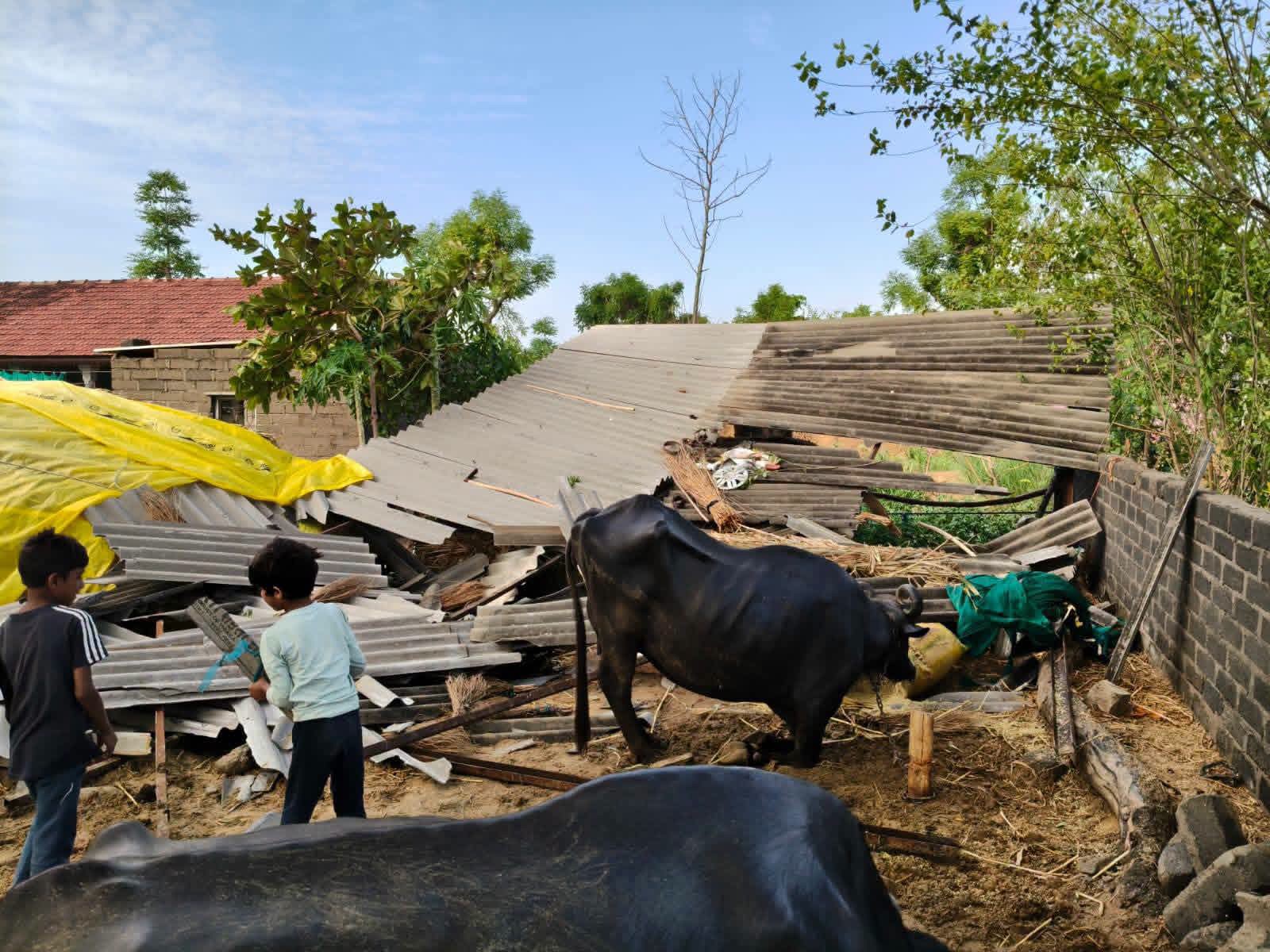 Lakhni Taluka Storm Damage: Crops, Livestock & Property Affected