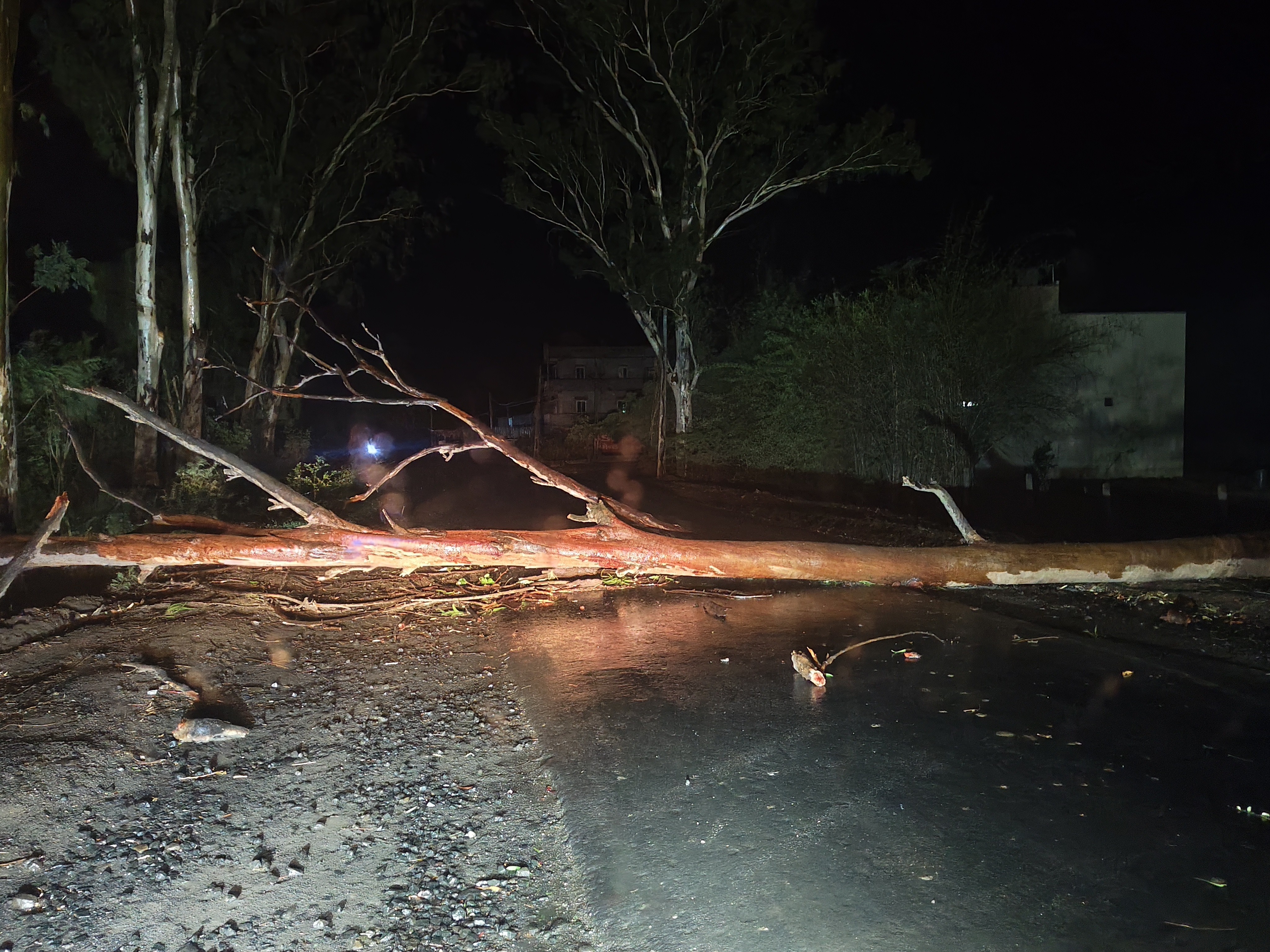 Sanjeli Heavy Wind & Rain; Trees Fall, Traffic & Power Hit