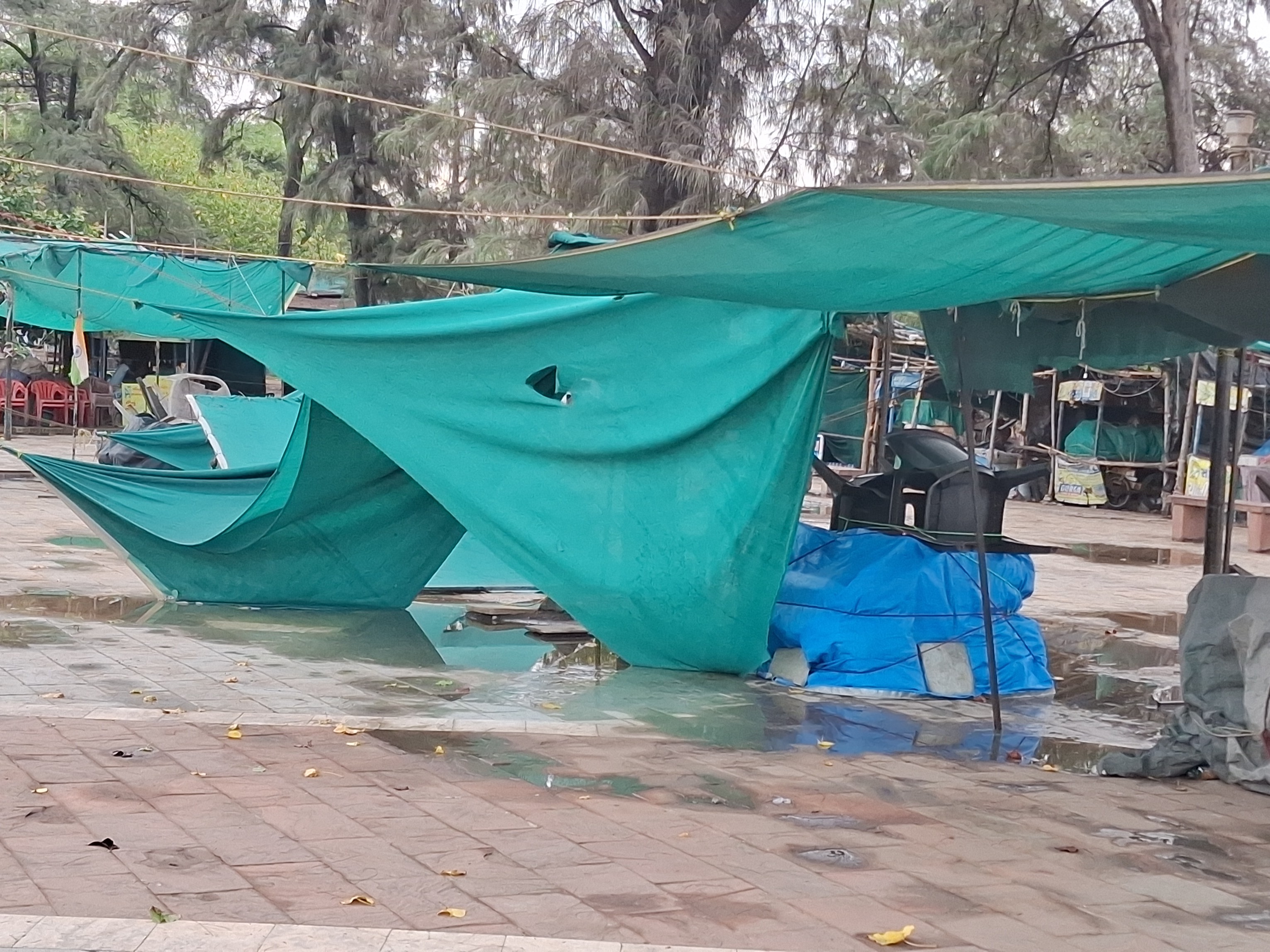 Valsad Mango Crop Partial Damage; Cyclone Rain Confirmed by ...