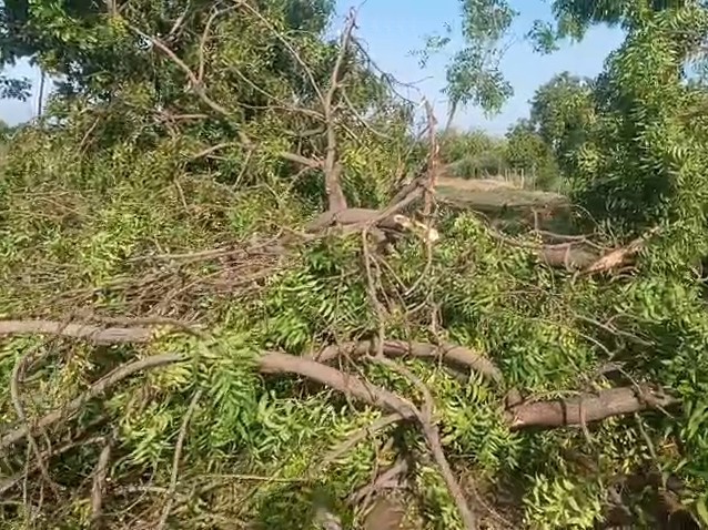 Pader Village Tree Fall Accident; Joshi Maheshbhai Farm House Cow Death