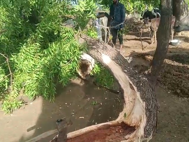 Pader Village Tree Fall Accident; Joshi Maheshbhai Farm House Cow Death