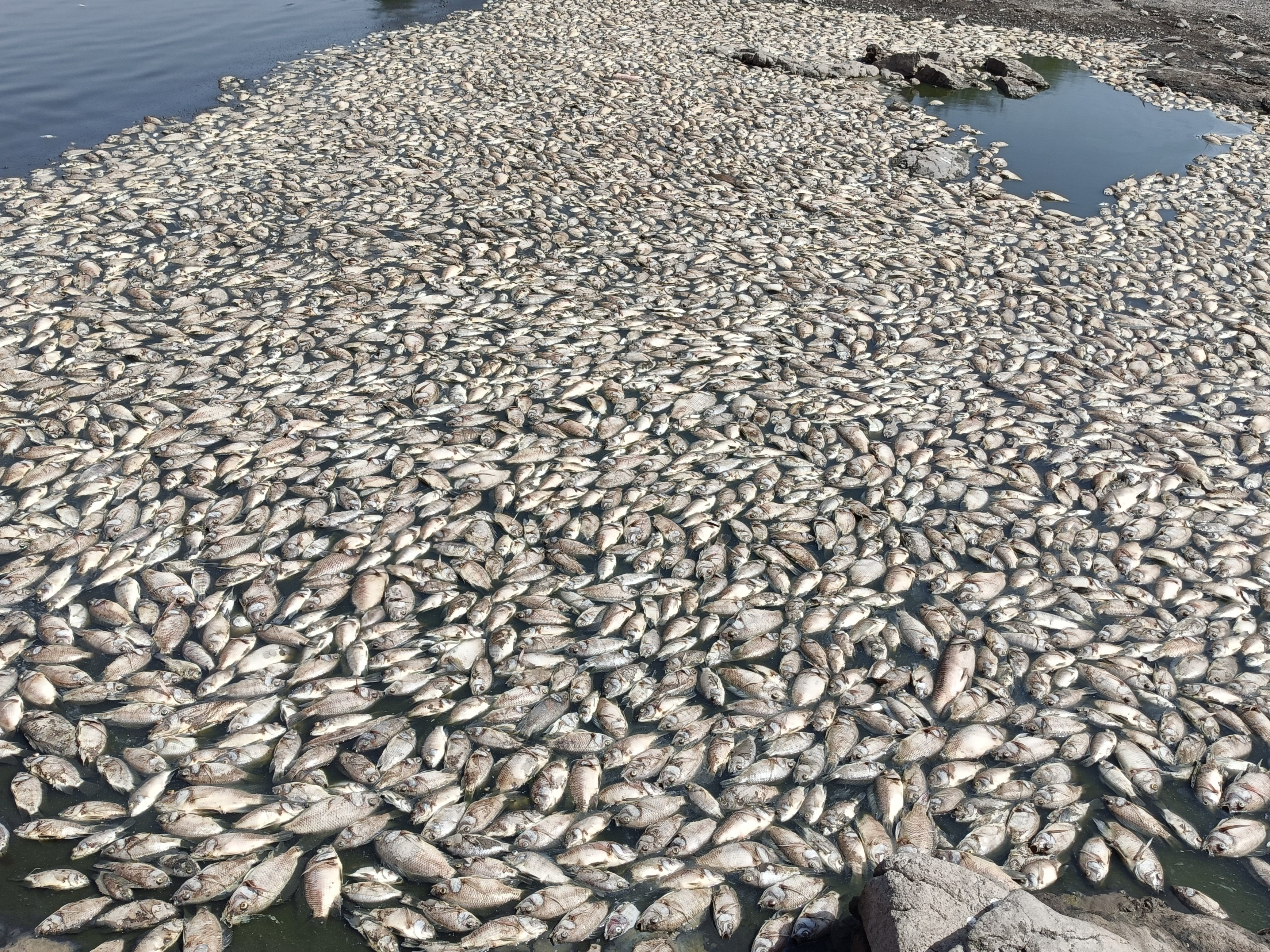 Atkot Fish Deaths: Oxygen Shortage Suspected | Bhadar River