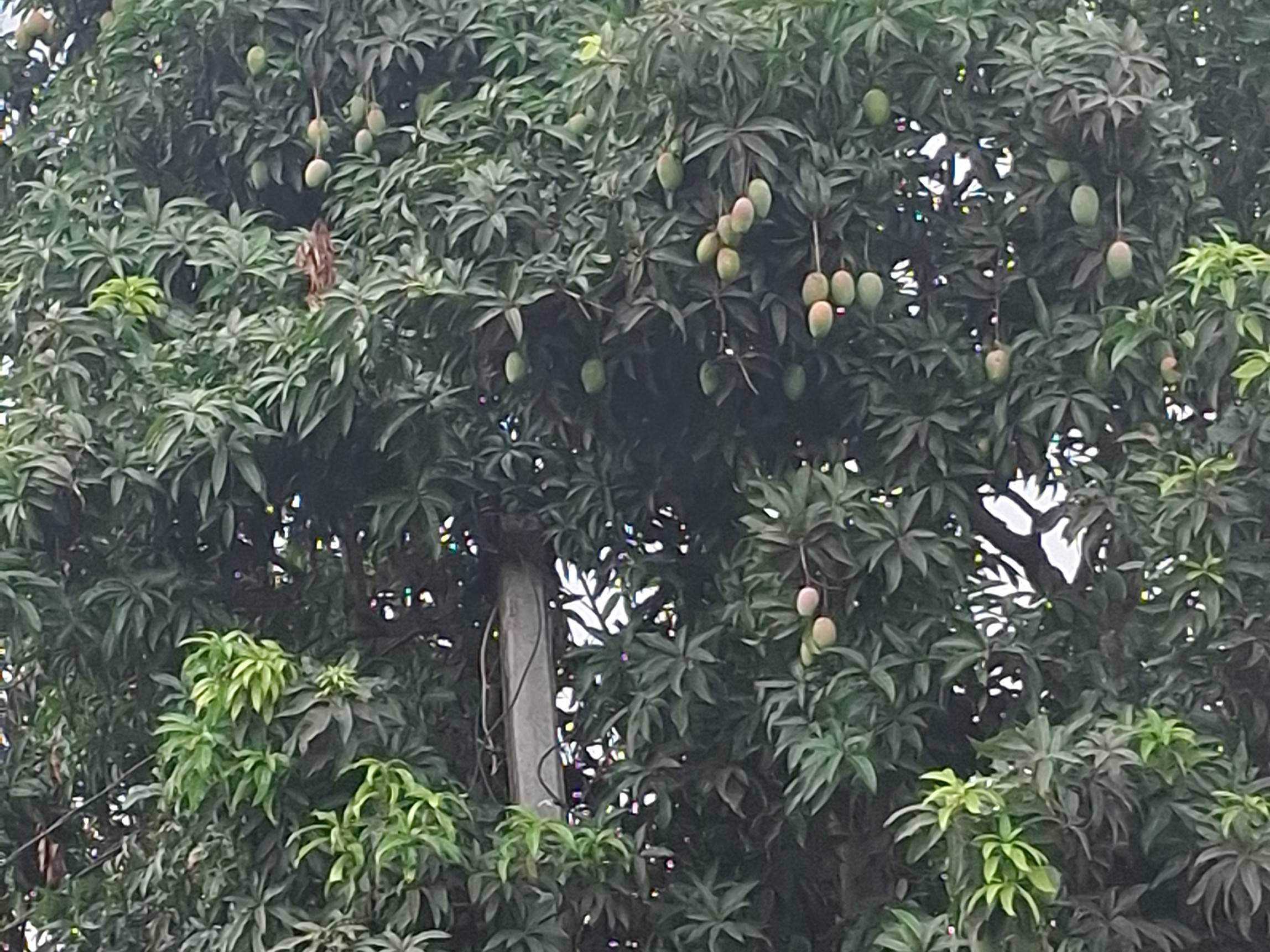 Valsad Mango Crop Partial Damage; Cyclone Rain Confirmed by ...