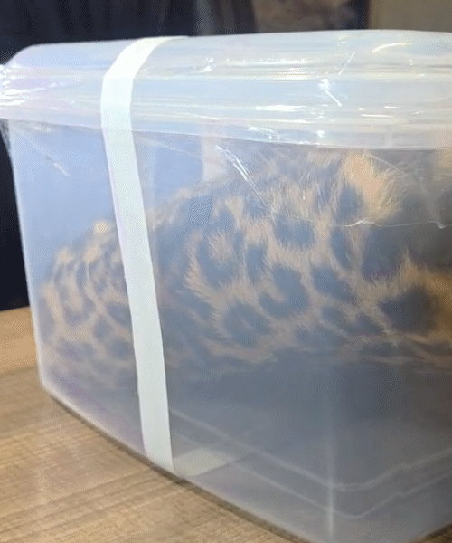 Surat DRI Busts Leopard Skin Smuggling Racket; Rs 1 Crore Deal