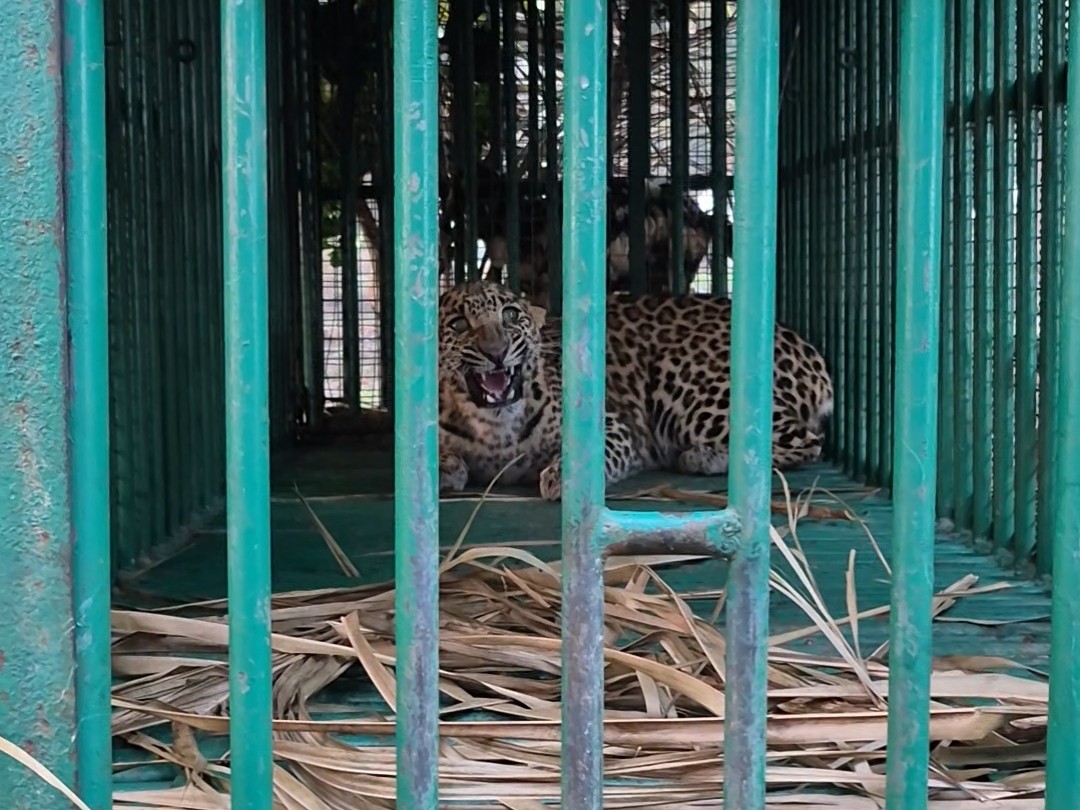 Leopard Attacks Girl in Tativeda; Caught After 48 Hours | Veraval News