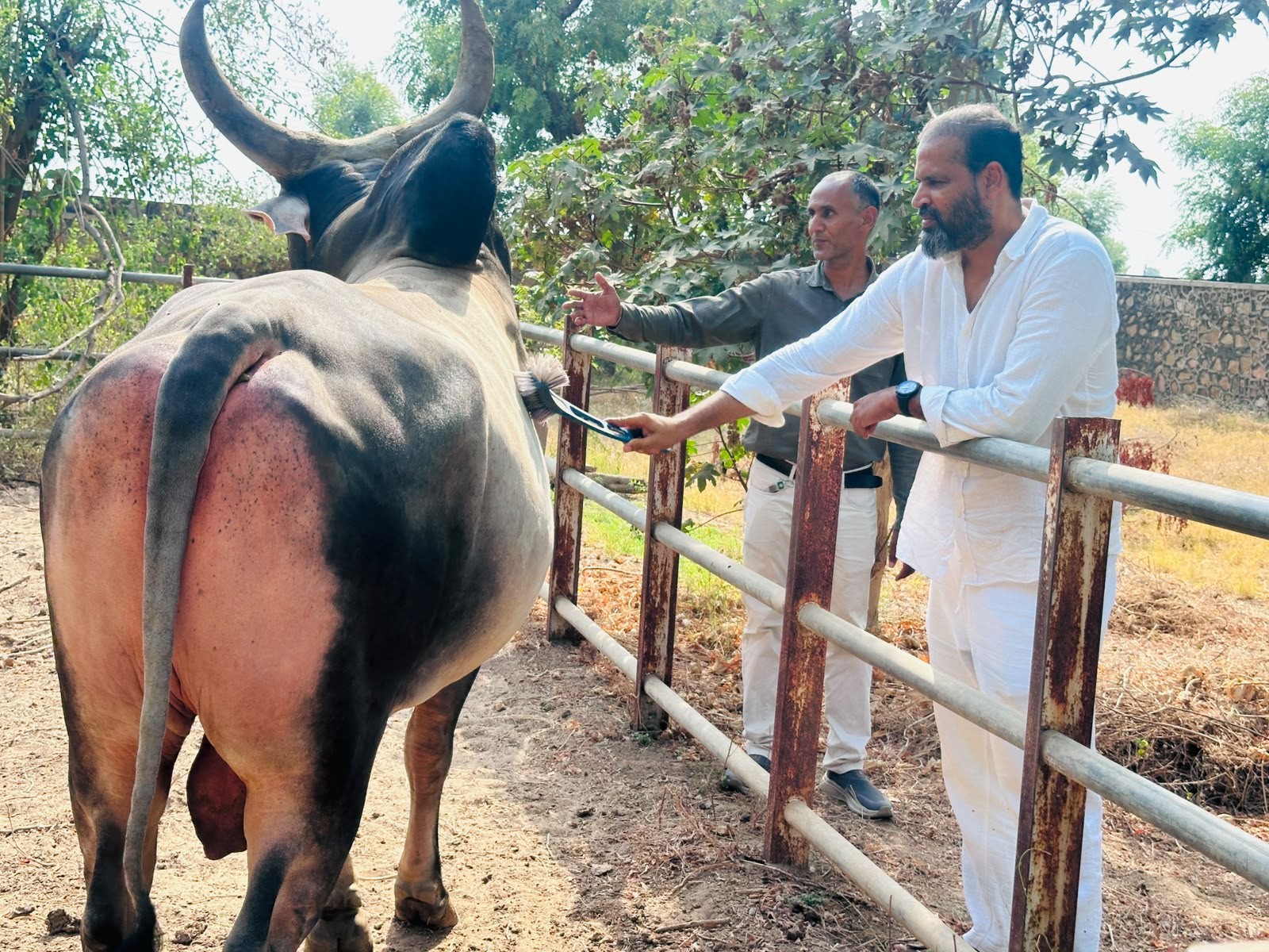 Yusuf Pathan Visits Dantiwada Cow Breeding Center | Gujarat Livestock ...