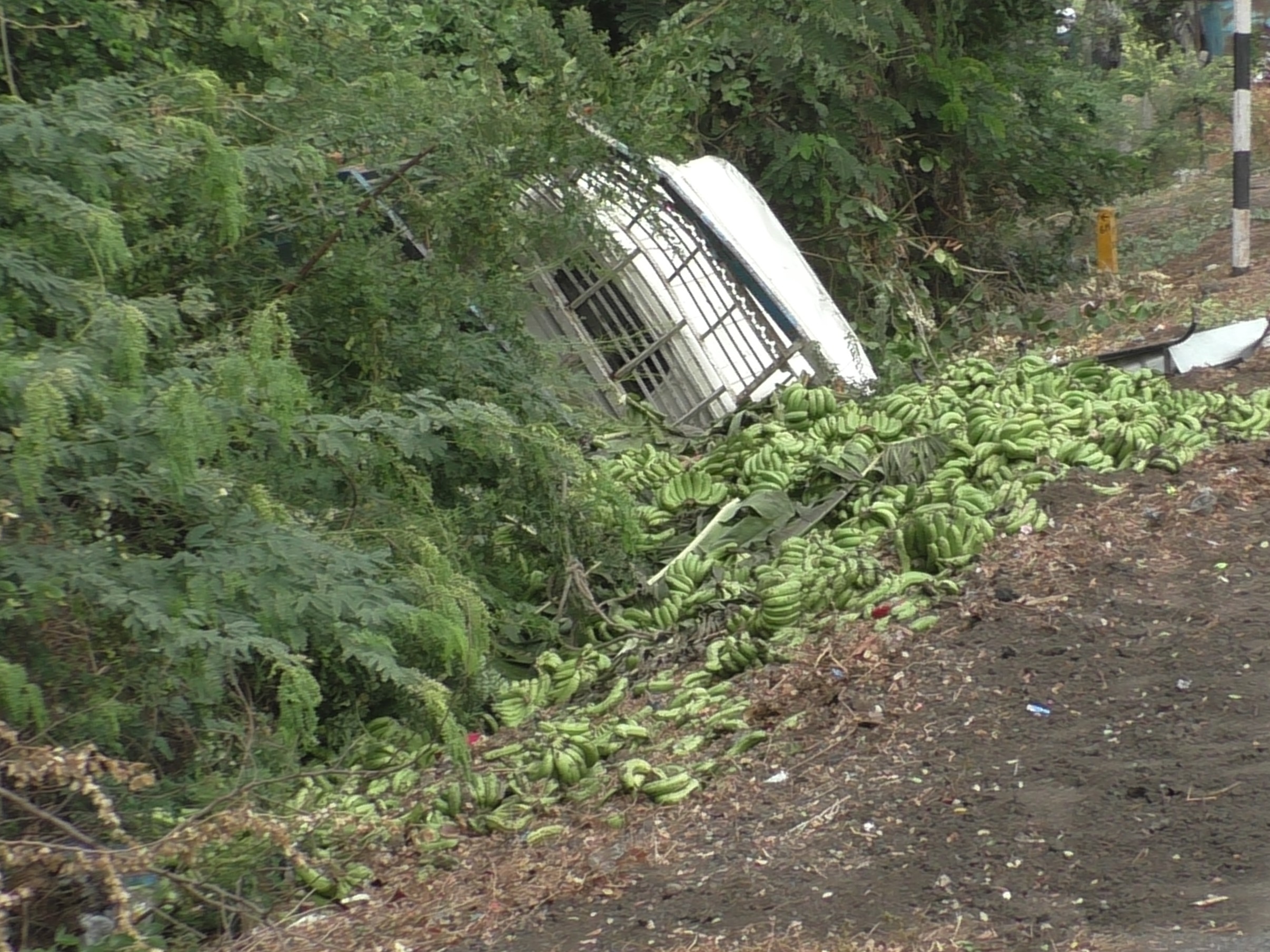 Palsana Gangadhara Temple Accident: Banana Tempo Overturns
