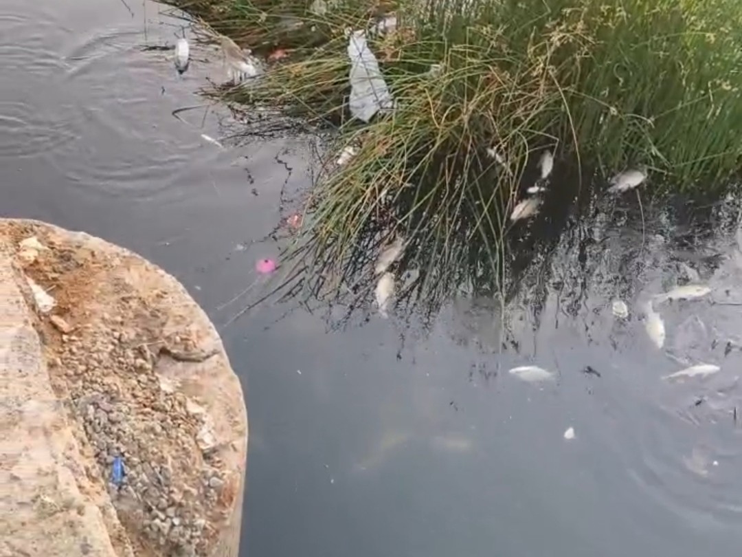 Triveni Sangam Oxygen Dearth: Fish Kill in Khedbrahma