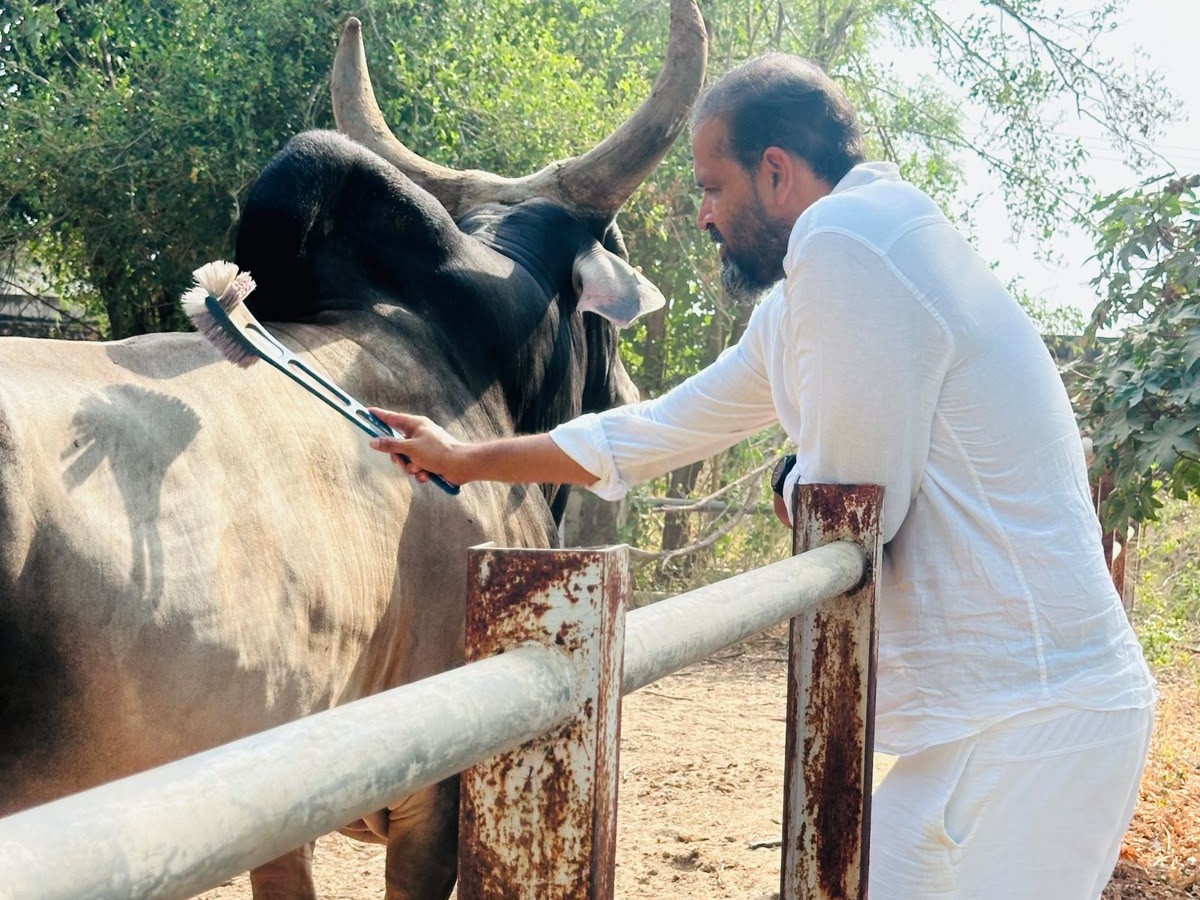 Yusuf Pathan Visits Dantiwada Cow Breeding Center | Gujarat Livestock ...