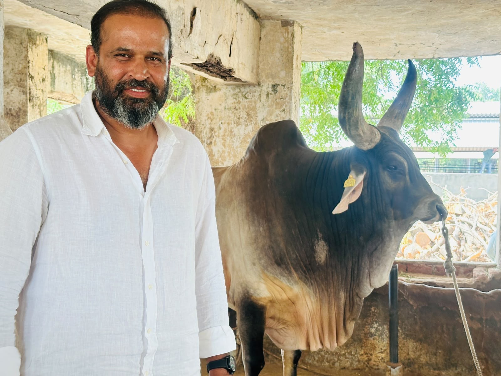 Yusuf Pathan Visits Dantiwada Cow Breeding Center | Gujarat Livestock ...