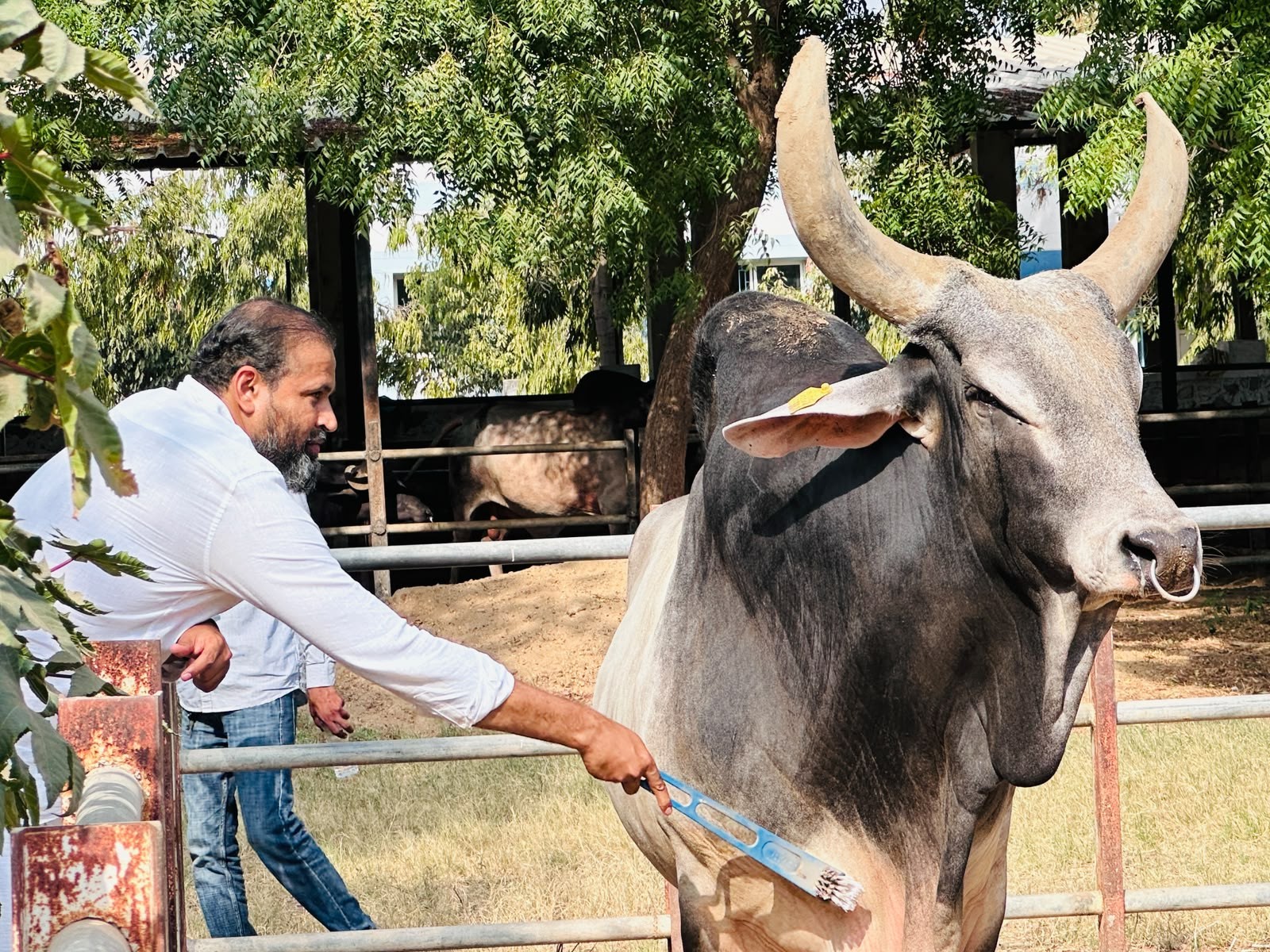 Yusuf Pathan Visits Dantiwada Cow Breeding Center | Gujarat Livestock ...