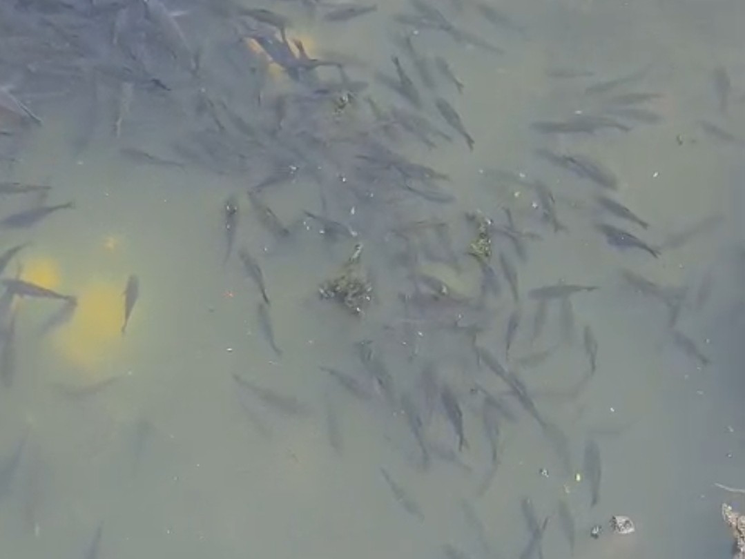 Triveni Sangam Oxygen Dearth: Fish Kill in Khedbrahma