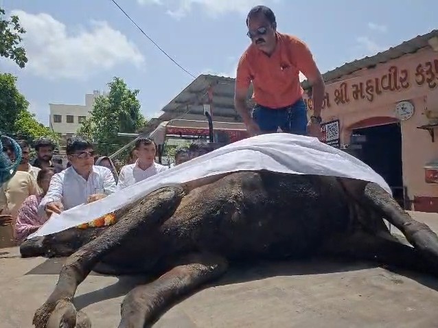 Navsari Mayors Decision: Cow Remains Get Dignified Farewell