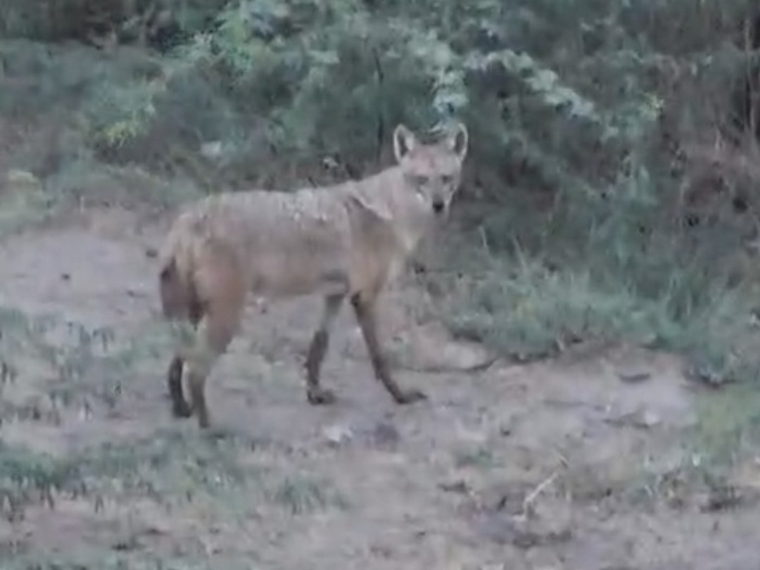 Dahej Fox Spotted; Driver Captures Viral Video | Gujarat Wildlife