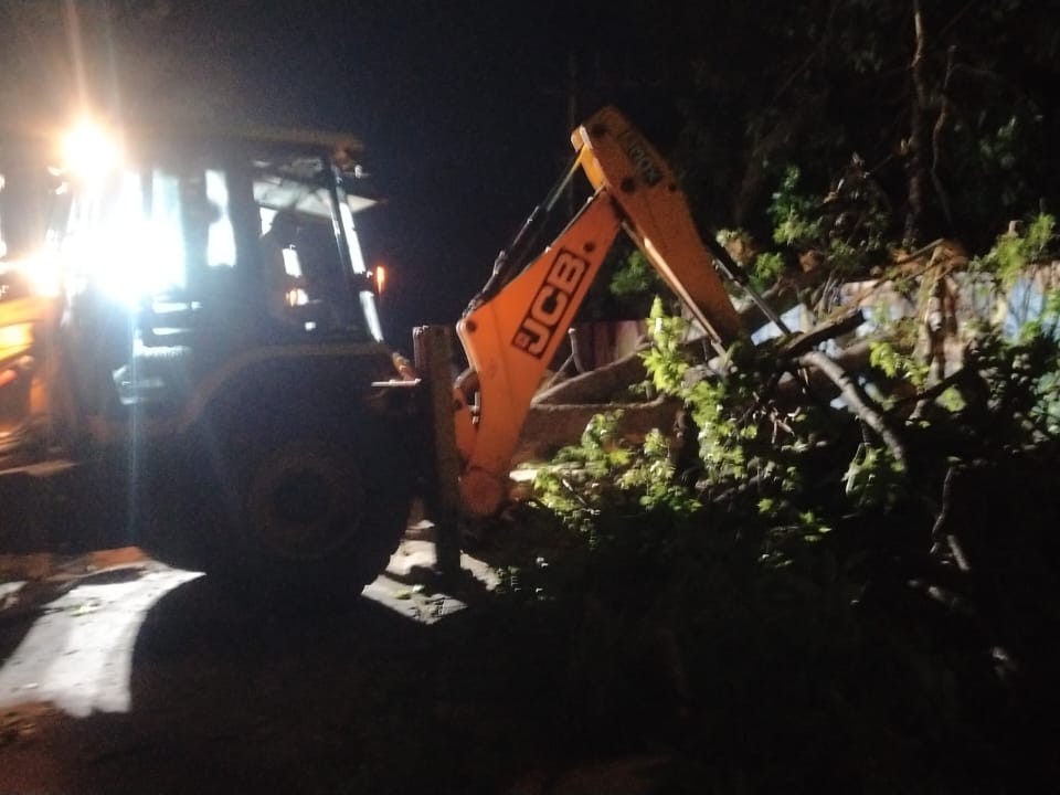 Dahod Tree Fall Blocks Road; Traffic Disrupted, Bats Die