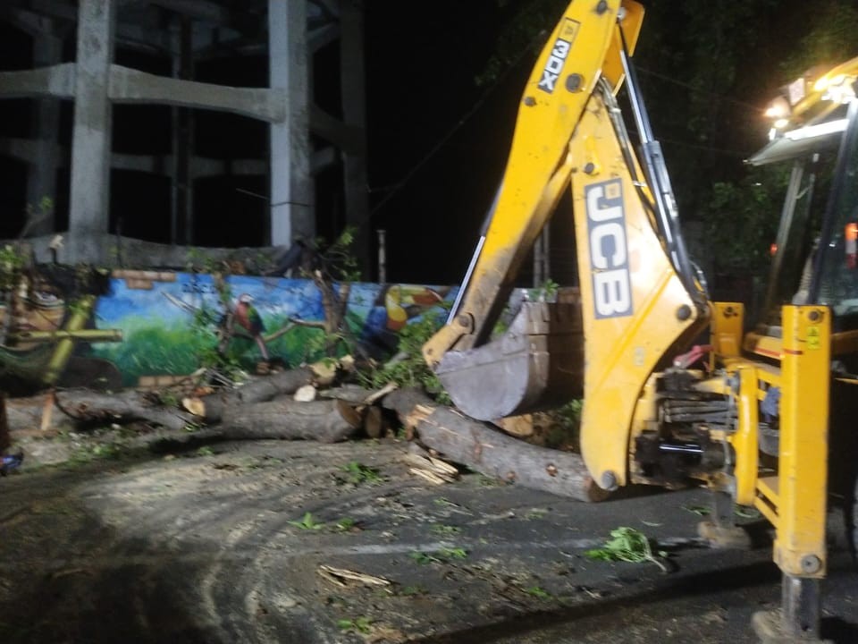 Dahod Tree Fall Blocks Road; Traffic Disrupted, Bats Die