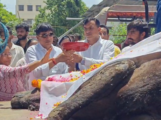 Navsari Mayors Decision: Cow Remains Get Dignified Farewell