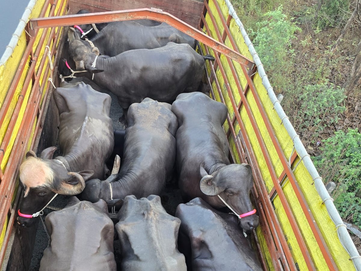 Bardoli Cattle Smuggling: Truck Seized, Driver & Owner Arrested