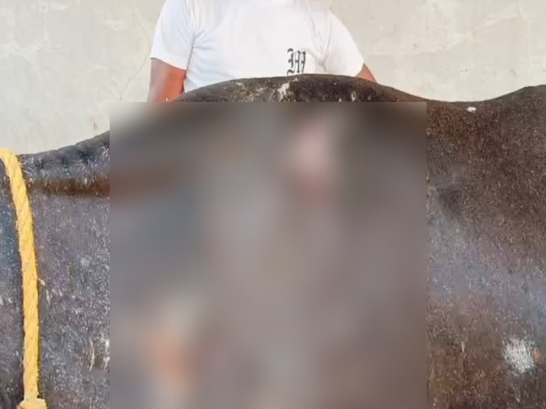 Meghraj Acid Attack on Cow; Animal Lovers Demand Action | Cruel Incident
